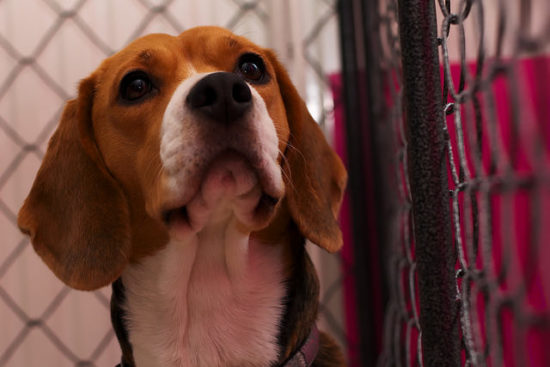 It Is A Sad, Sad Day In Britain -Dog Breeding Facility For Animal ...