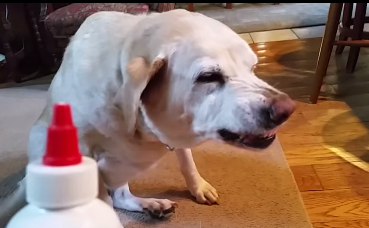 Dog Has Hilarious Reaction As He Reluctantly Agrees To Take Medicine ...