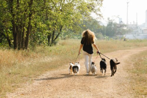 Ask A Dog Trainer – Do I Have To Walk My Dog? - iHeartDogs.com