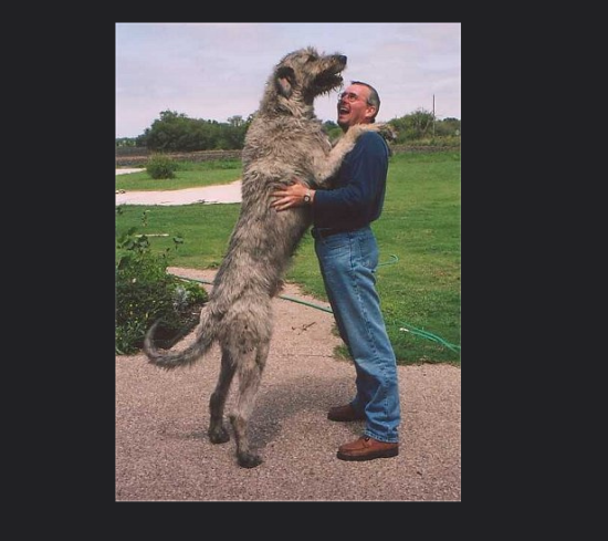 8 Interesting Facts You Never Knew About The Irish Wolfhound ...