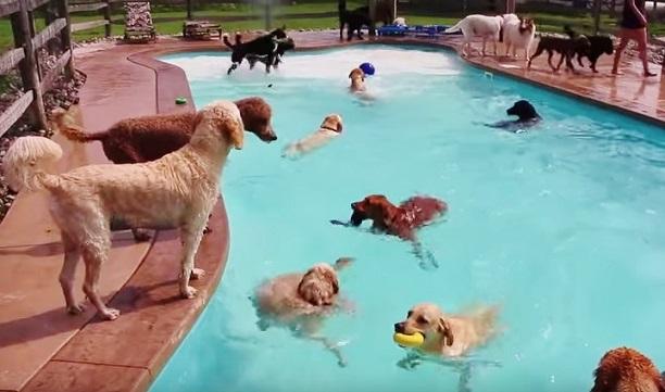 Doggy Daycare Launches A Pool Party For Pups! - iHeartDogs.com