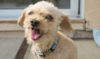 Homeless Two-Legged Poodle Gets The Best Surprise After 10 Years Of Neglect