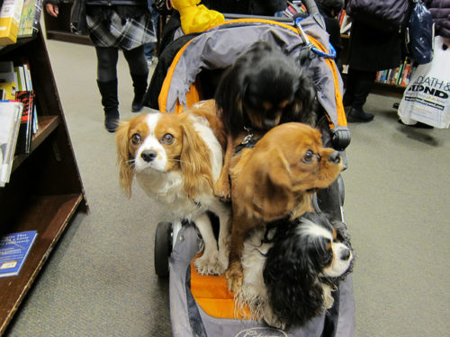 Running Errands? These 14 Major Stores & Restaurants Are Dog Friendly ...