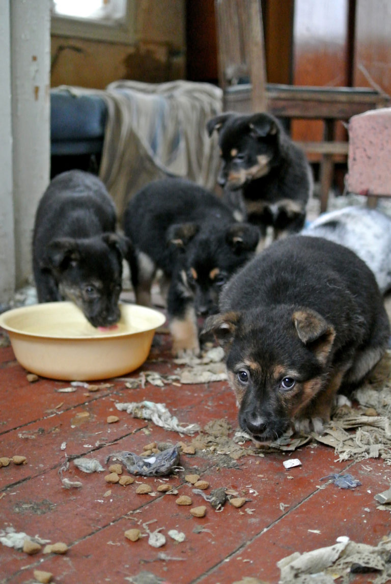 How To Help Feed Homeless Dogs - iHeartDogs.com