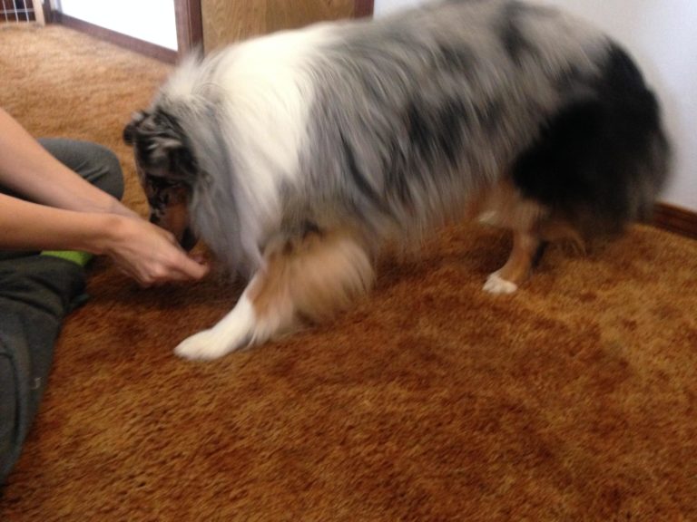 How To Train Your Dog To Roll Over - iHeartDogs.com