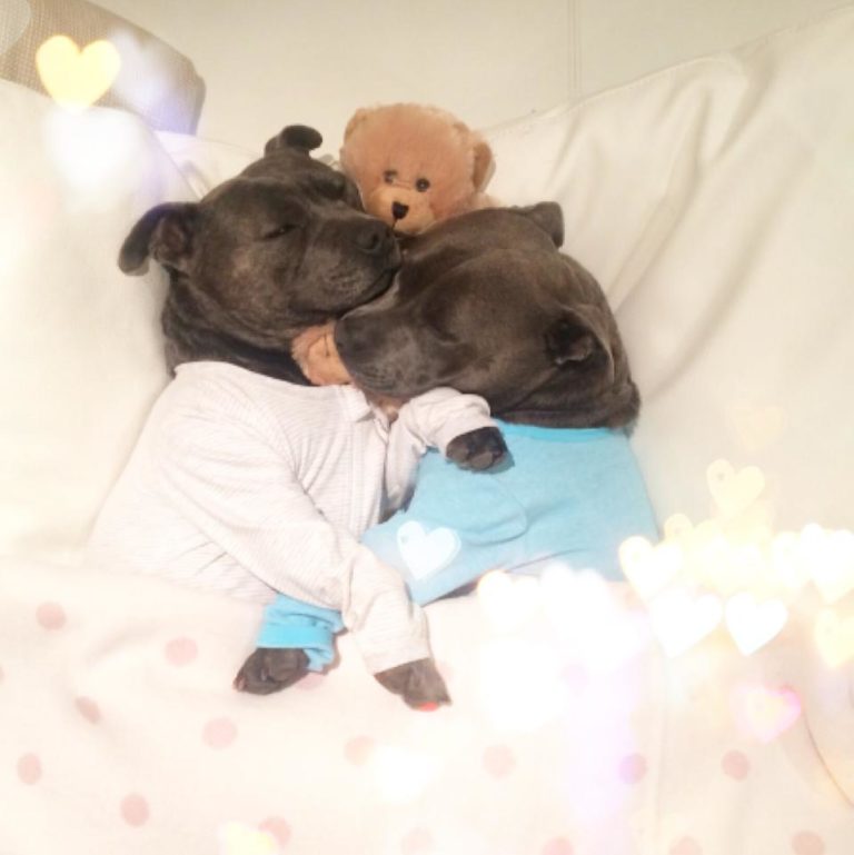 Pictures Of These Famous Pittie Brothers Will Abolutely Melt You ...