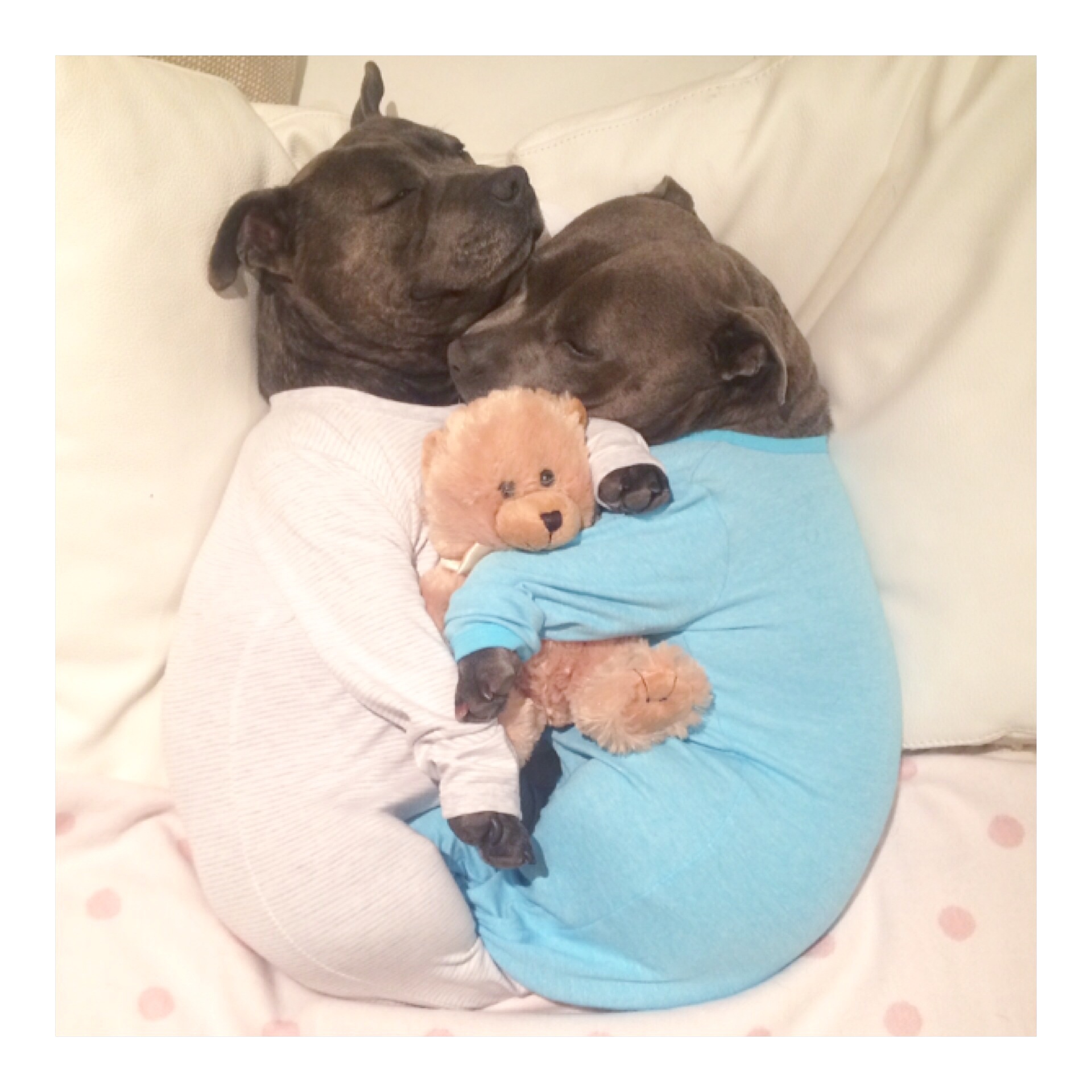 Pictures Of These Famous Pittie Brothers Will Abolutely Melt You ...