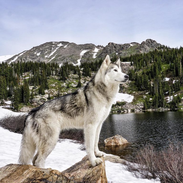 This Man’s Wolf Hybrid Rarely Sets A Paw Indoors (The Reason Why Will ...