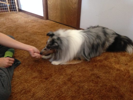 How To Train Your Dog To Roll Over - iHeartDogs.com