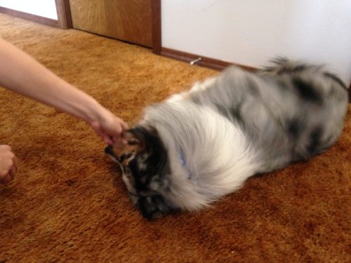 How To Train Your Dog To Roll Over - iHeartDogs.com
