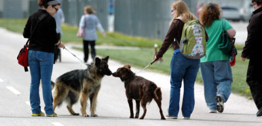 12 Tips For Avoiding Dog Fights - iHeartDogs.com