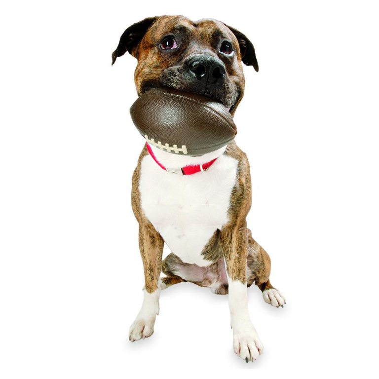 Buffalo Bills Touchdowns Help Find Families For Shelter Dogs ...