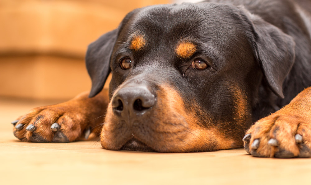 Rottweiler Joint Problems (Front & Hind Legs Pain Relief) | Iheartdogs