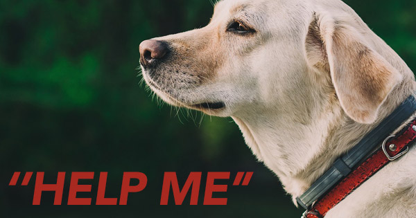 Is Your Dog Suffering In Silence from Joint Pain? - iHeartDogs.com