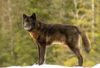 His Dog Ran To Meet A Wild Wolf And He Could Have NEVER Guessed What ...