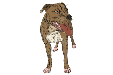 7 Important Dog Body Language Positions And What They Really Mean ...