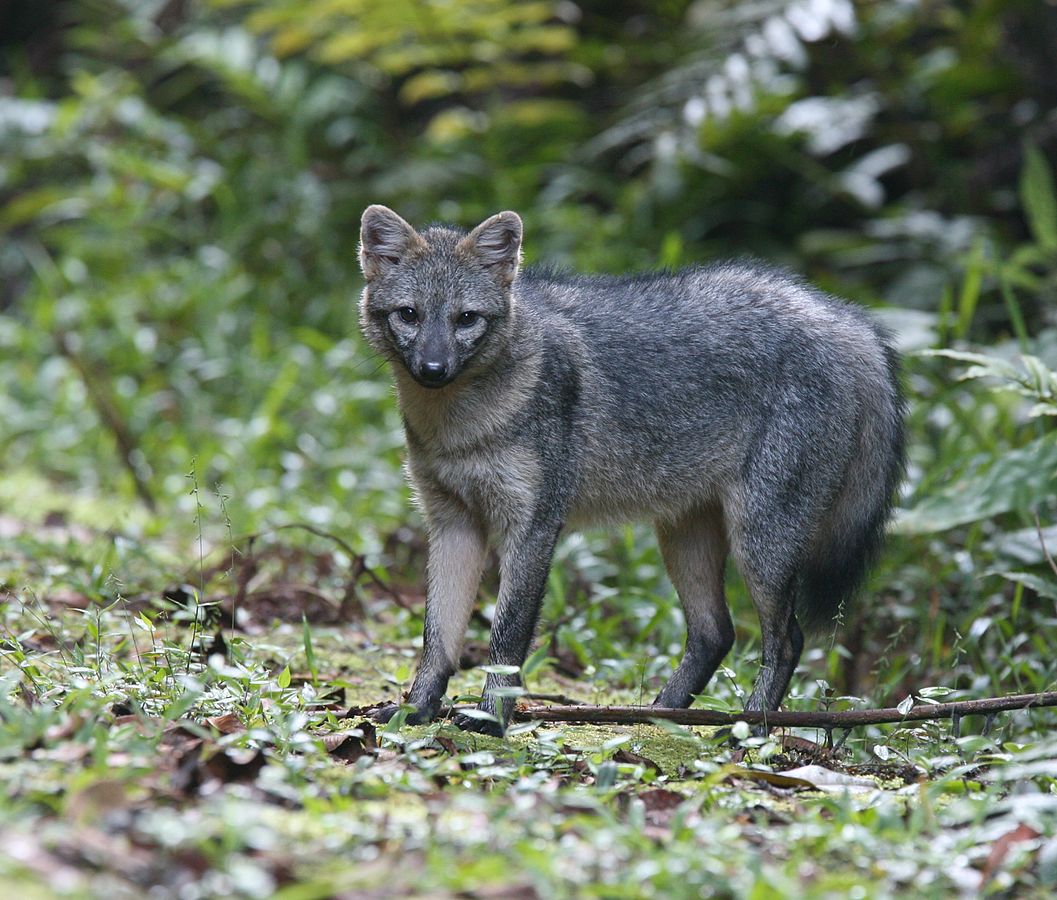 17 Wild Animals Your Dog Is Related To - iHeartDogs.com
