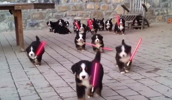 Check Out This Adorable Puppy Version Of Star Wars: The Force Awakens ...