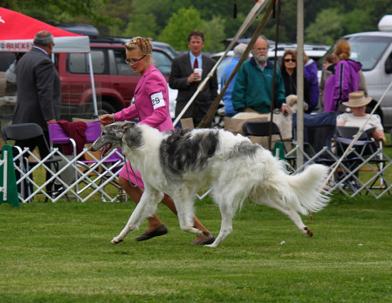 Dog Show Terminology 101 - iHeartDogs.com