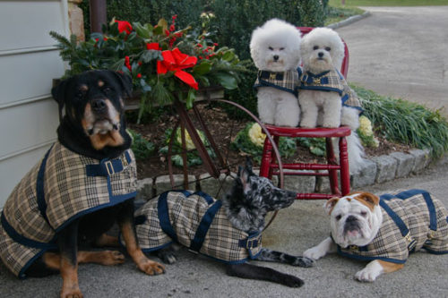 The 10 Best Winter Coats To Keep Your Dog Warm This Winter - iHeartDogs.com