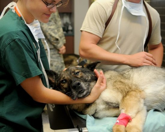 4 Ways To Tell If Your Vet Is Doing A Great Job - iHeartDogs.com