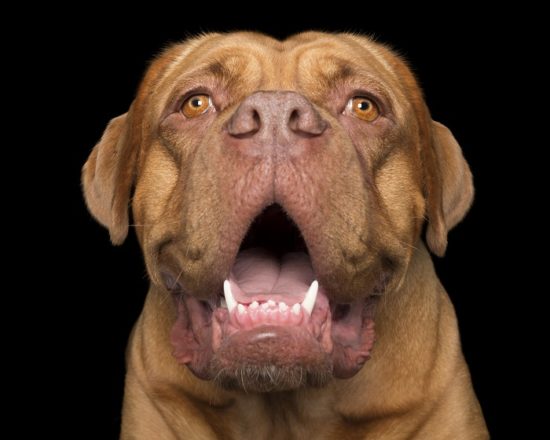 Happy Pooch Photos That Will Make Your Day - iHeartDogs.com