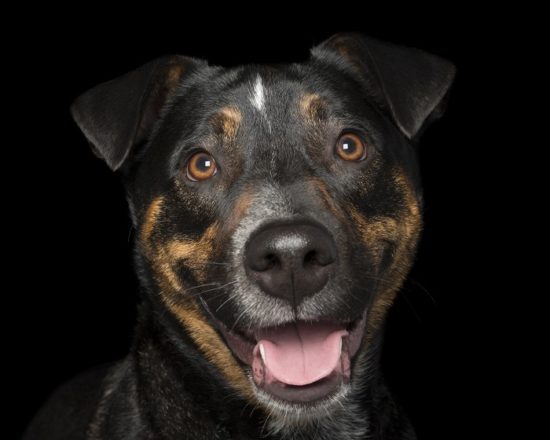 Happy Pooch Photos That Will Make Your Day - iHeartDogs.com