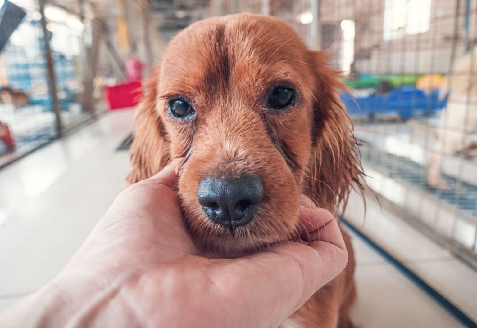 Ask A Vet: Why Are Purebred Dogs More Prone To Genetic Conditions ...