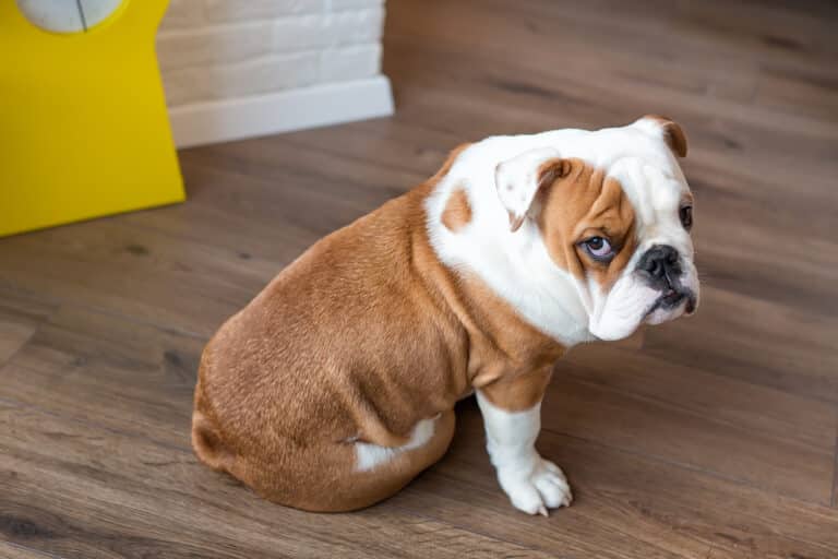 Ask A Vet: Why Are Purebred Dogs More Prone To Genetic Conditions?