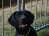 Sergeant Honors His Highly Decorated Military Dog With Heartfelt ...
