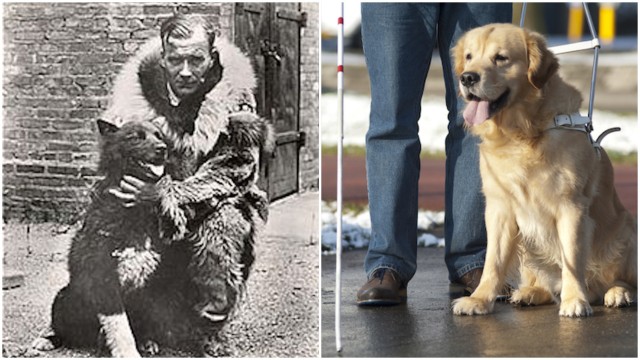 6 Historical Dogs Who Influenced Life As We Know It - iHeartDogs.com
