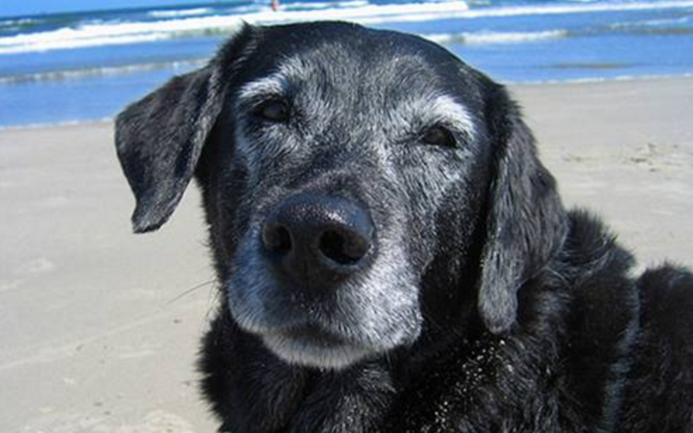 3 Amazing Ways To Honor A Dog Who Has Passed Away - iHeartDogs.com