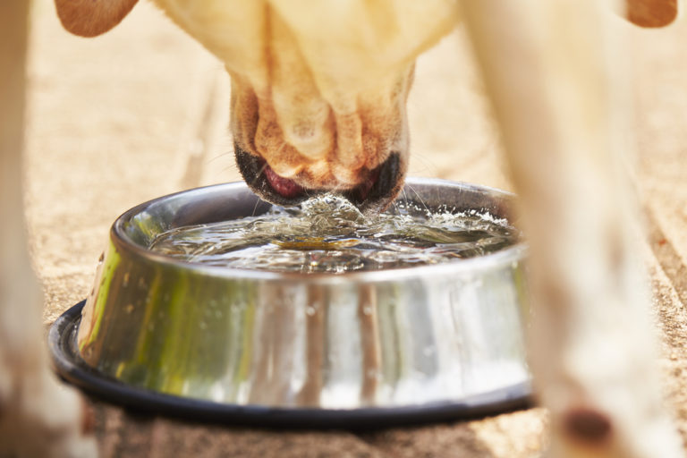 Ask A Vet: How Do I Know If My Dog Is Drinking Too Much Water ...