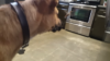 Formerly Feral Dog Tenderly Rescues A Tiny Hummingbird-Now, They're ...