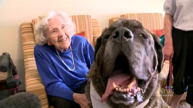 Massive 280 Pound Dog Provides Comfort And Emotional Support To Seniors