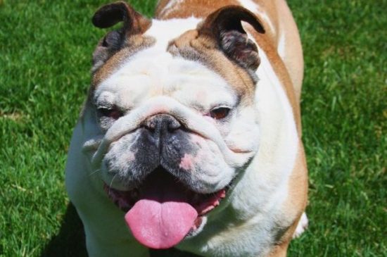 Are English Bulldogs On The Brink Of Extinction? - iHeartDogs.com