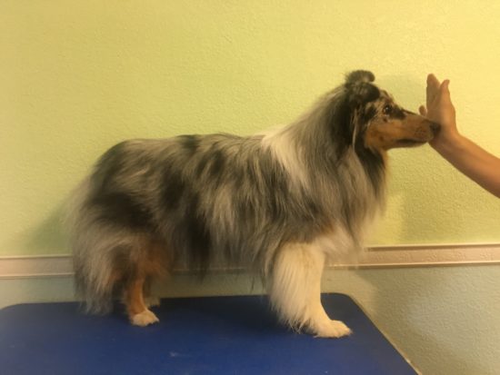 Ask A Dog Trainer: 6 Clever Uses For Your Dog’s Hand Touch Cue ...