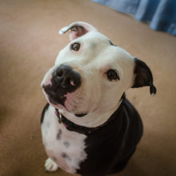 3 Basic Behaviors You Must Teach Your Pit Bull - iHeartDogs.com