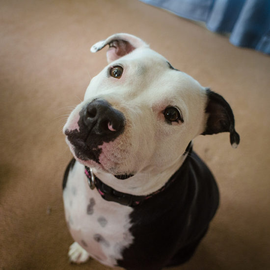 3 Basic Behaviors You Must Teach Your Pit Bull - iHeartDogs.com
