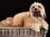 3 Simple Ways To Keep Your Havanese's Teeth Clean - iHeartDogs.com