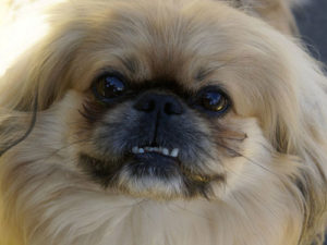 3 Simple Ways To Keep Your Pekingese's Teeth Clean - iHeartDogs.com