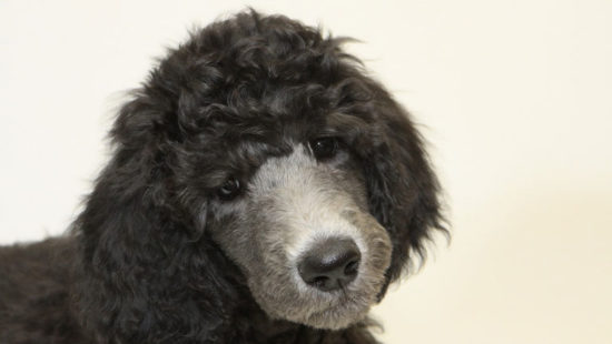 This Disease Affects 80% of Poodles. Is Your Pup Silently Suffering ...