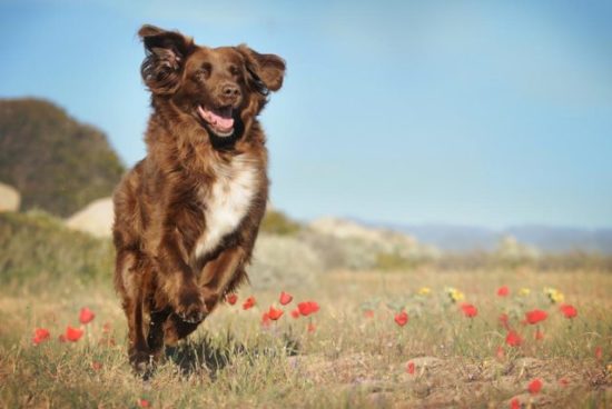 Festive Fall Dog Portraits Will Bring A Smile To Your Face - iHeartDogs.com