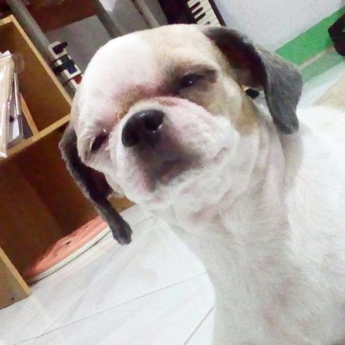 Ask A Groomer: What's A Puppy Cut? - iHeartDogs.com