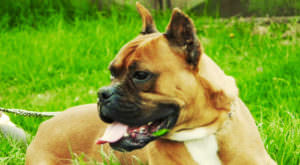 Improve Your Boxer's Skin & Coat With This One Simple Hack - iHeartDogs.com