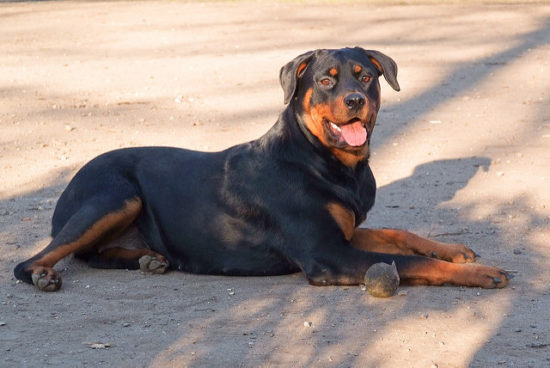 Is My Rottweiler Overweight Or Obese? How Much Should They Weigh ...