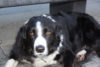 Giving This To Your Border Collie Daily Could Help Alleviate Painful ...