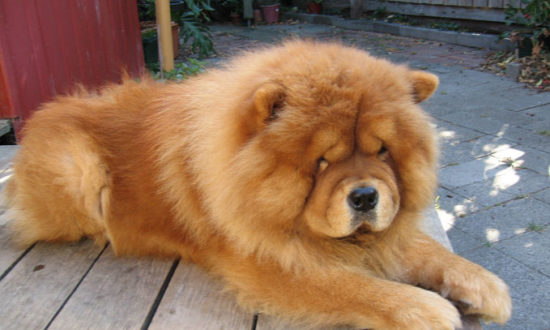 3 Amazing Ways To Honor A Chow Chow Who Passed Away - iHeartDogs.com