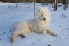 Giving This To Your Samoyed Daily Could Help Alleviate Painful Skin ...
