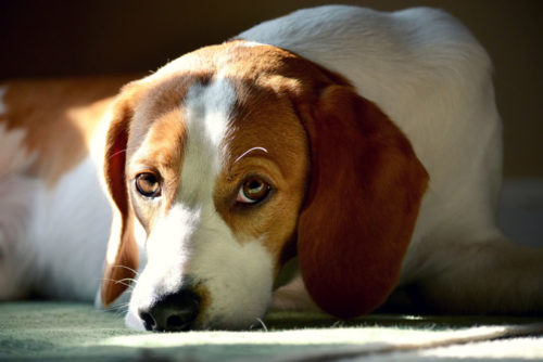 Giving This To Your Beagle Daily Could Help Alleviate Painful Skin ...
